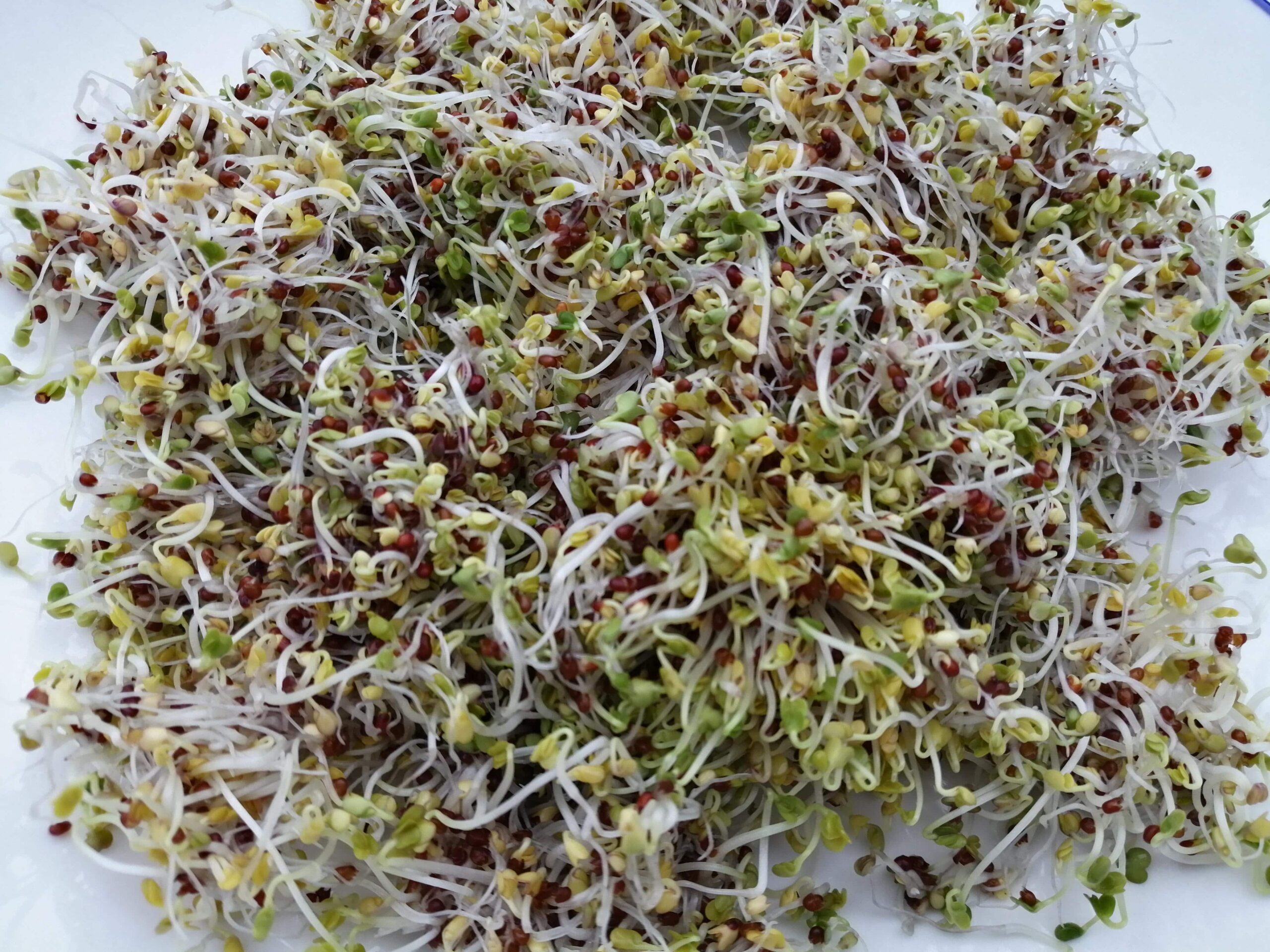 How to make broccoli sprouts - Jenna Cox MS Nutritional Therapist
